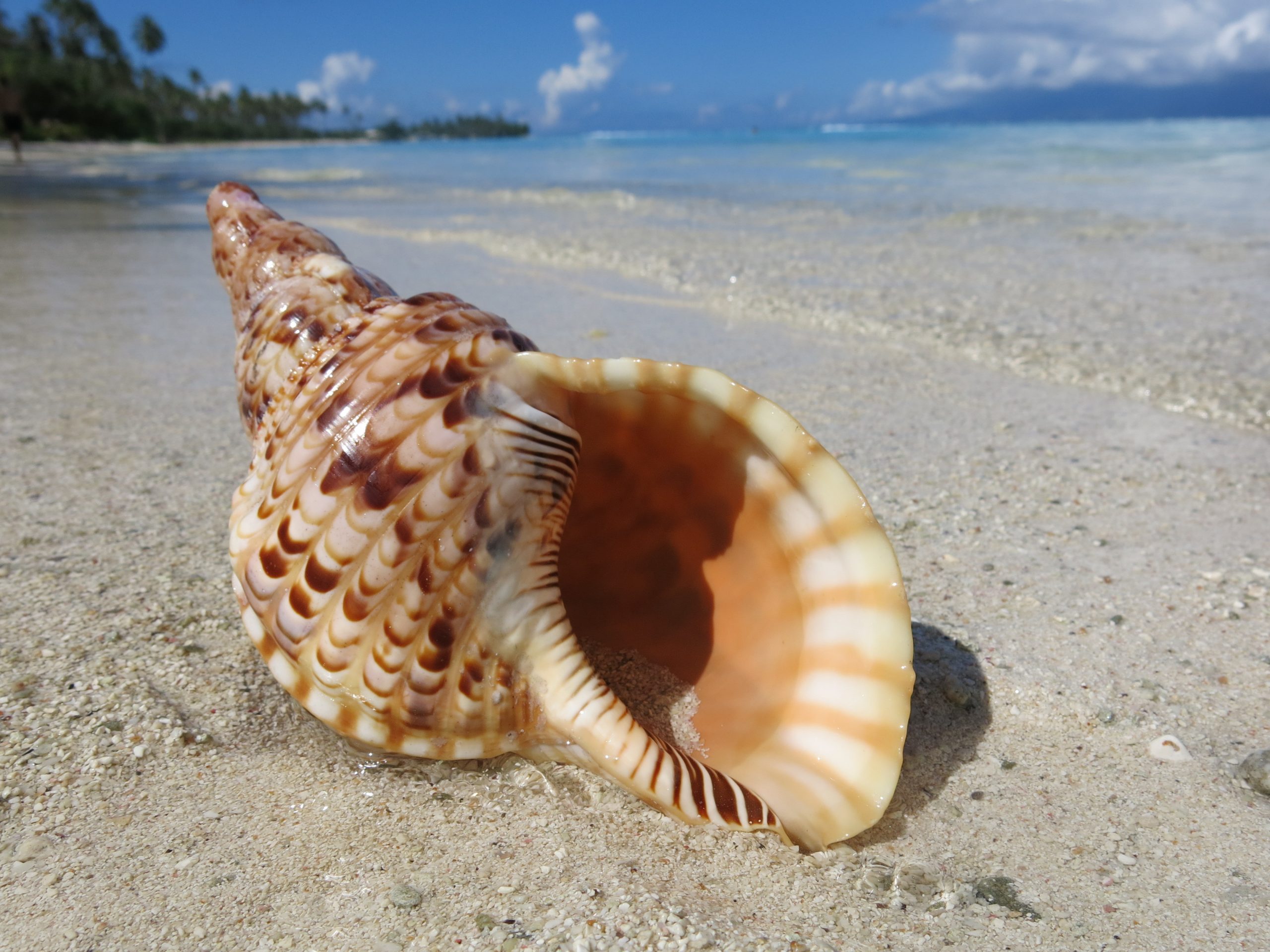 Conch Shell Horn Played For The First Time In 18 000 Years Earth
