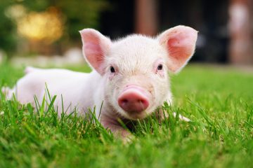 Pigs can learn how to play video games • Earth.com