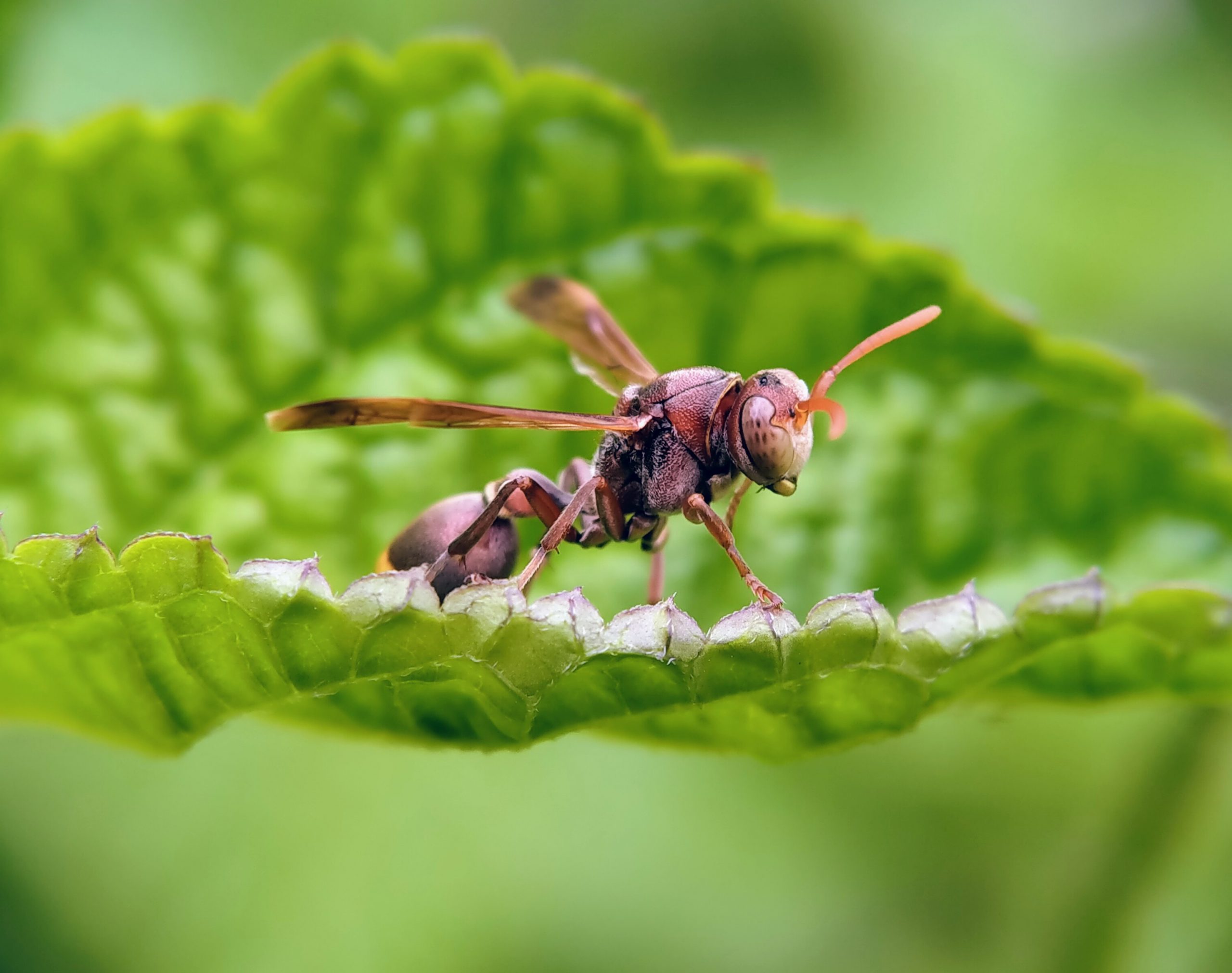 Paper wasps offer clues about the evolution of selflessness - Earth.com