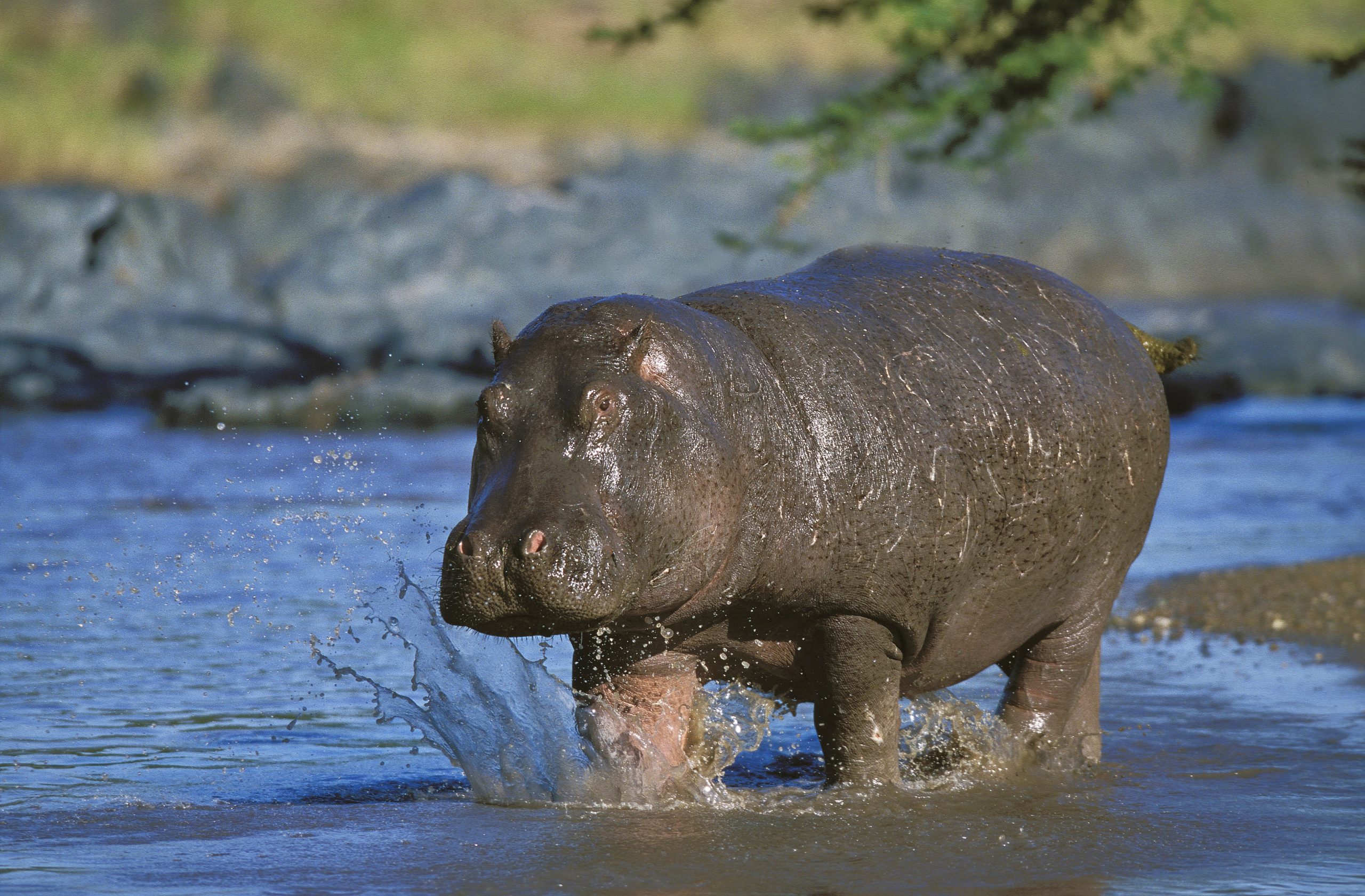 Why water ecosystems in Africa are dependent on hippos - Earth.com