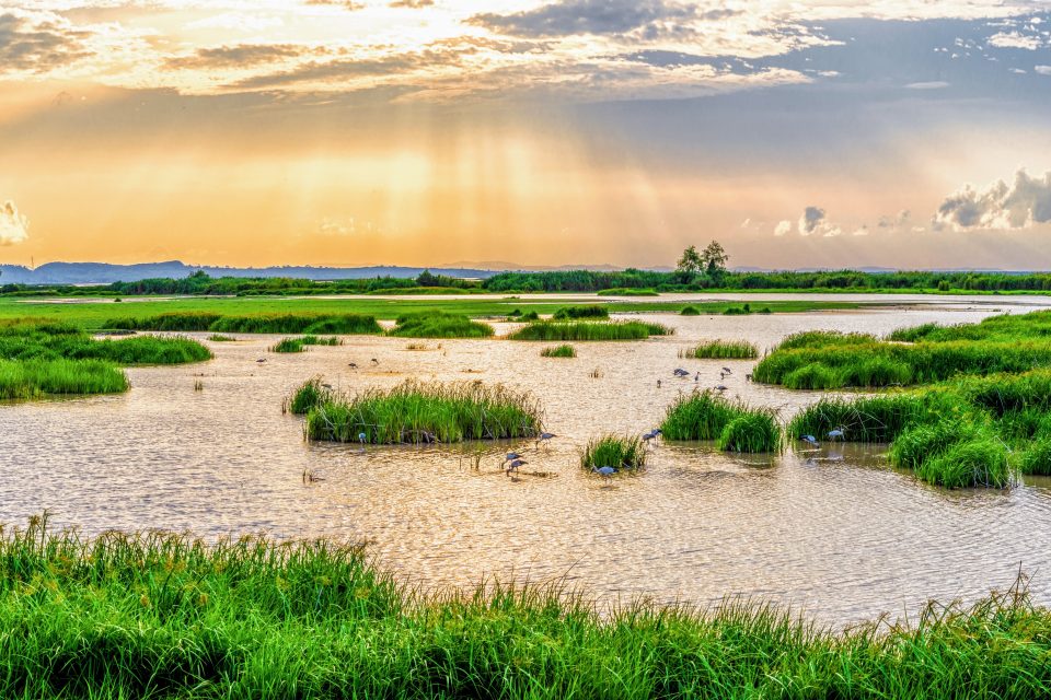 Nature sanitizes more than 40 million tons of human waste a year ...