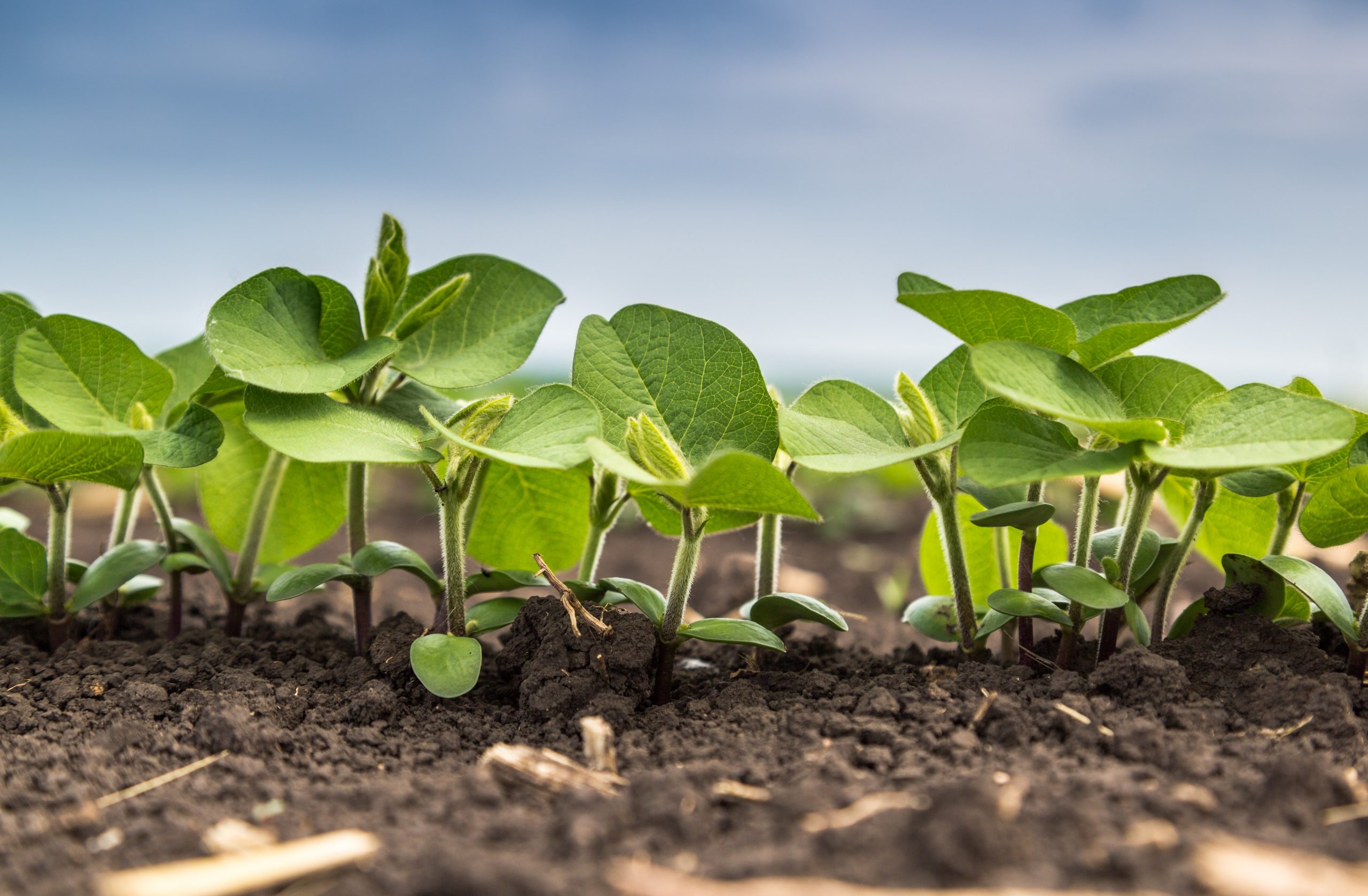 Rice roots use a spiraling strategy to become established - Earth.com