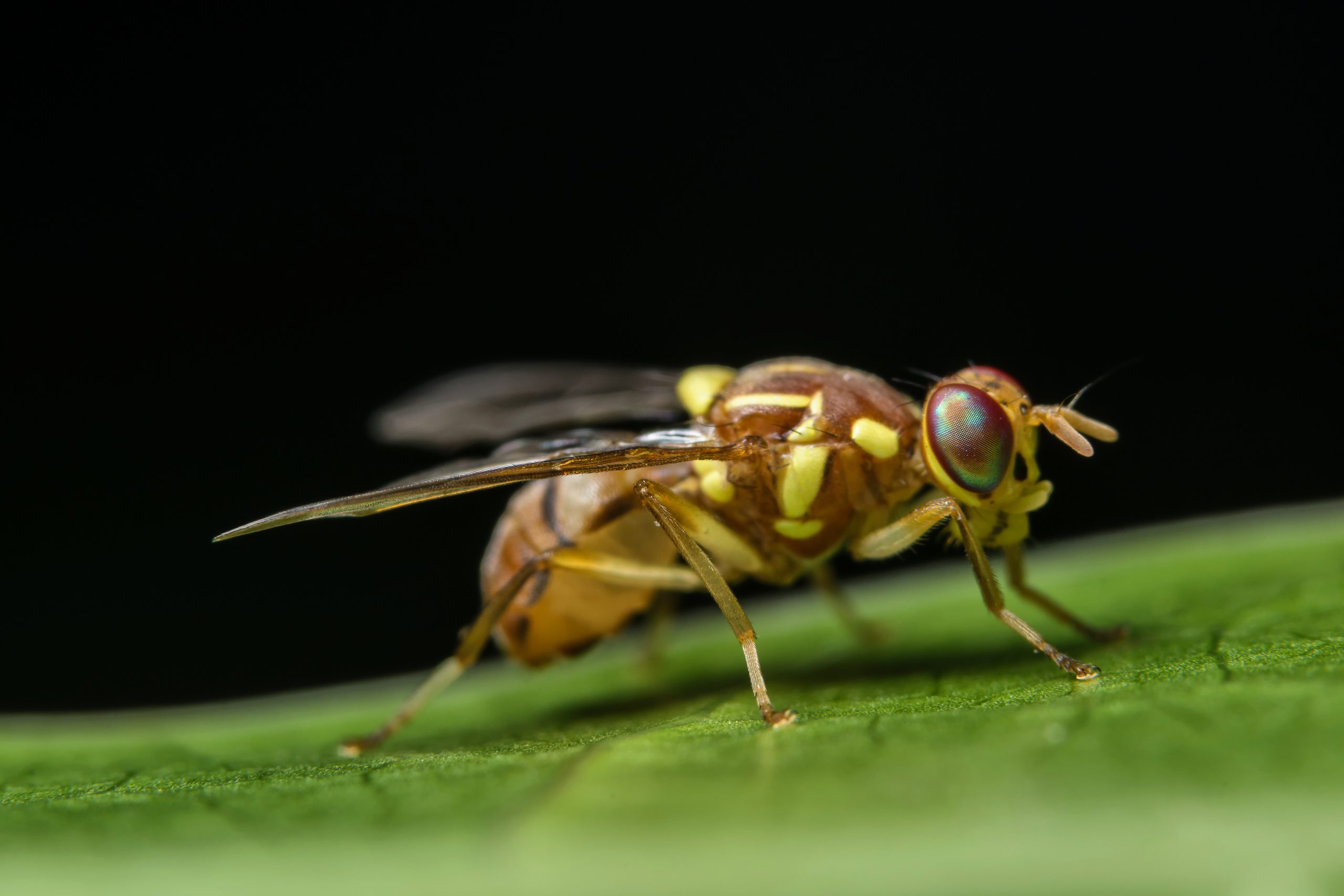 Invasive species are driving rapid evolution - Earth.com