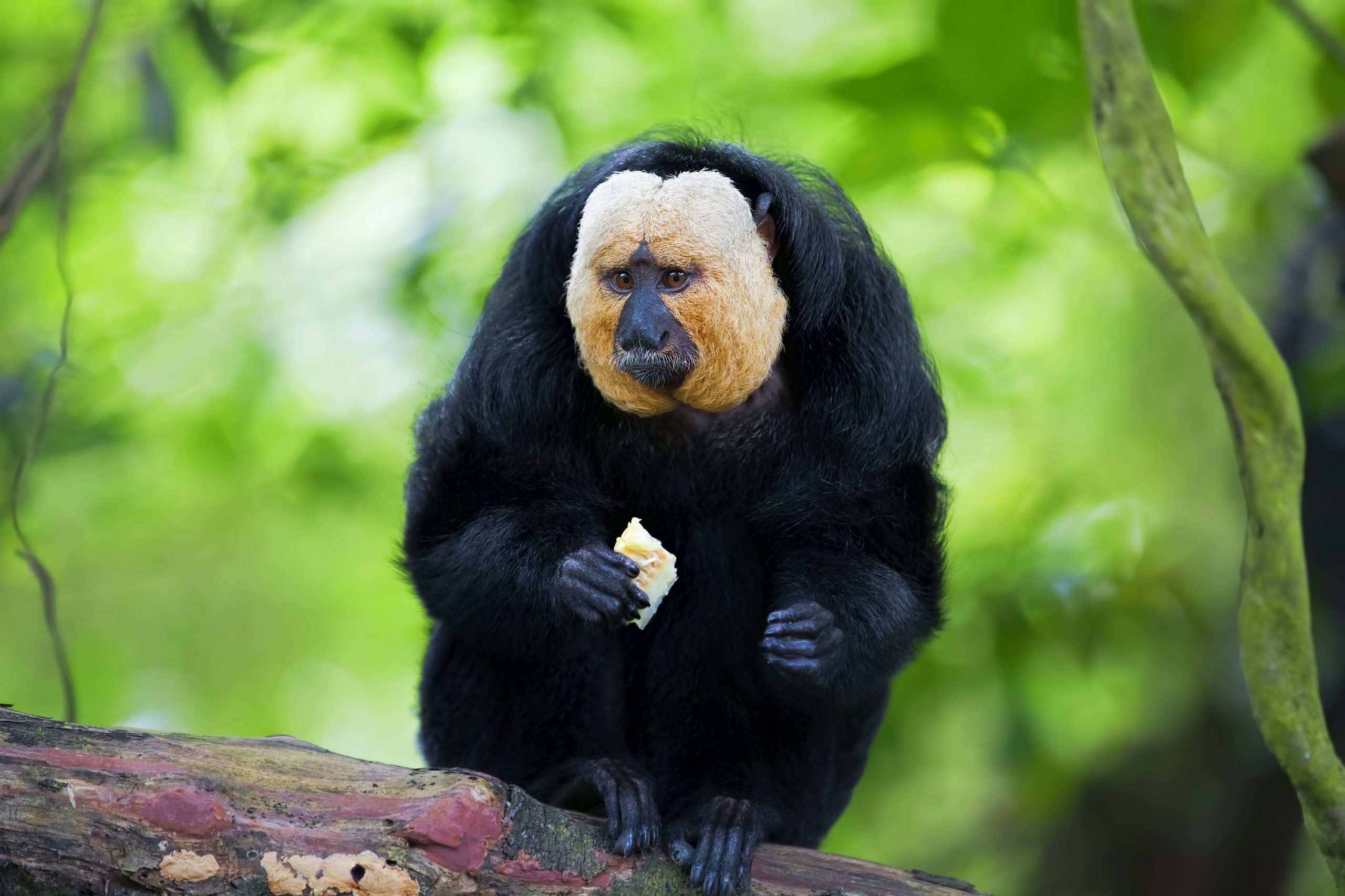 Saki monkeys benefit from screen time - Earth.com