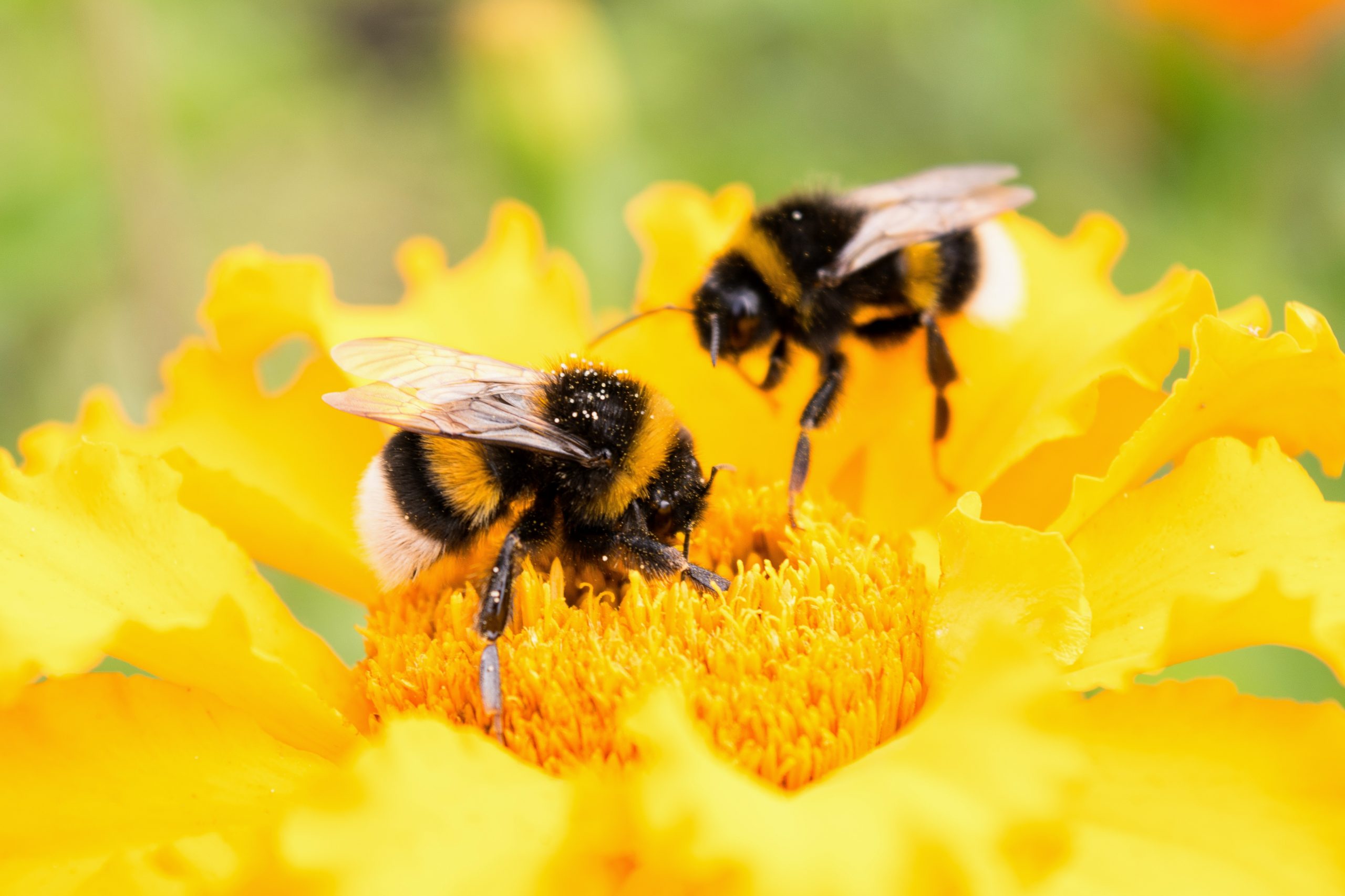 The social life of bees was driven by maternal insincts - Earth.com