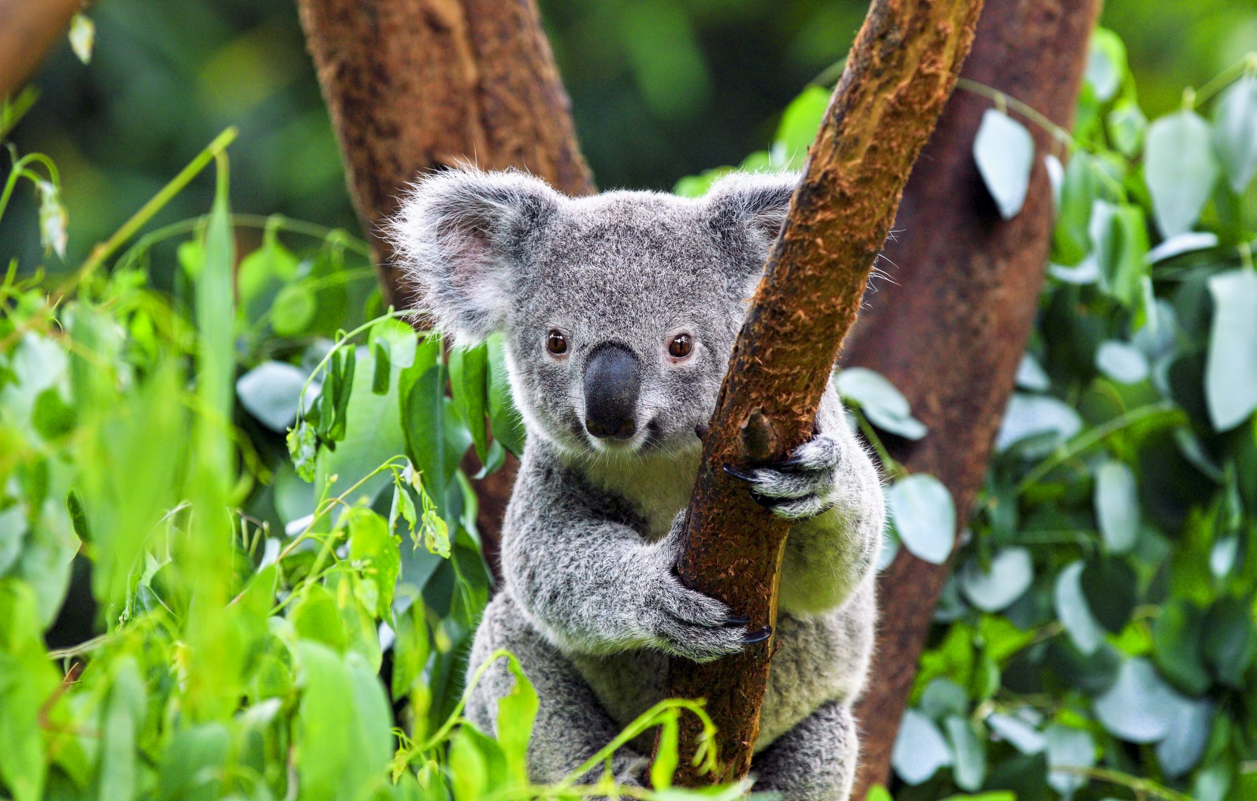 Koalas are infected with a virus that causes cancer - Earth.com