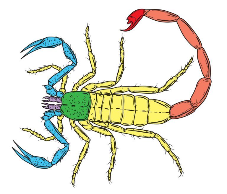 Arthropods - Earth.com