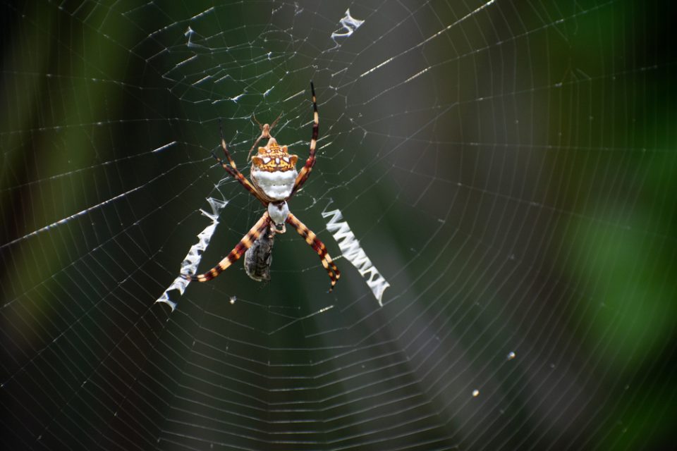 Arthropods - Earth.com