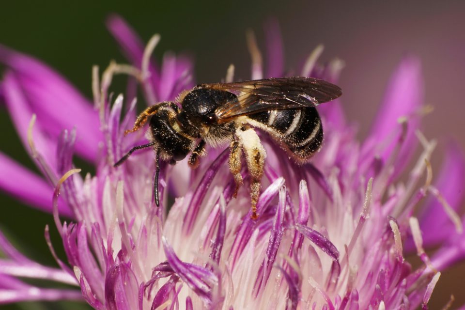 Arthropods - Earth.com