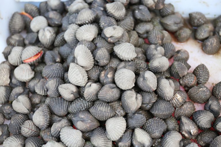 Mollusks - Earthpedia - Earth.com