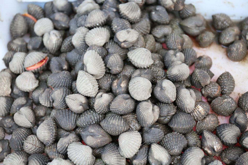 Mollusks - Earthpedia - Earth.com