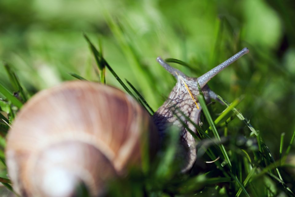 Mollusks - Earthpedia - Earth.com
