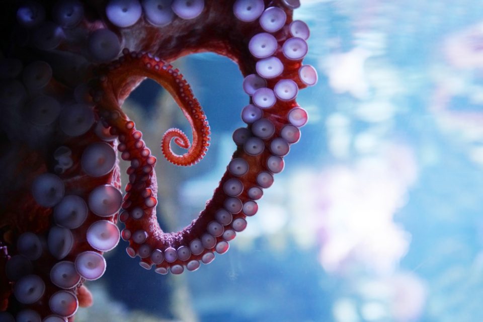 Mollusks - Earthpedia - Earth.com
