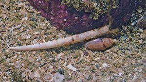 Mollusks - Earthpedia - Earth.com