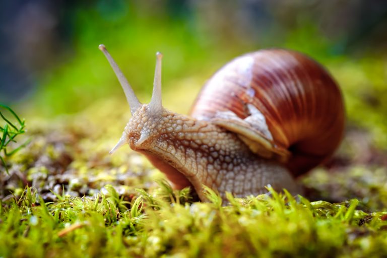 Mollusks - Earthpedia - Earth.com