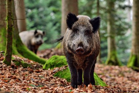 Wild pigs help promote tree diversity in rainforests • Earth.com