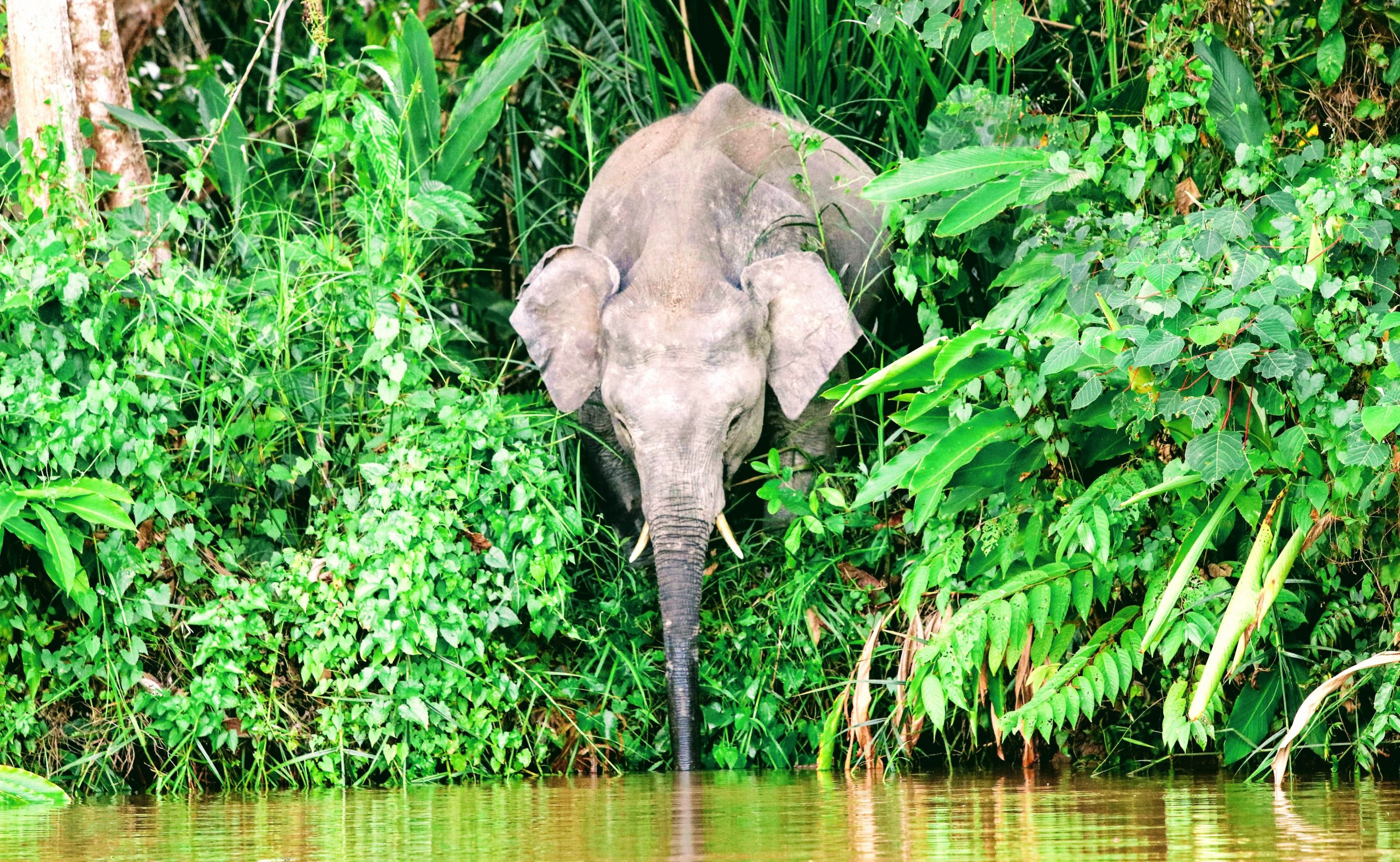 Mammal diversity in rainforests linked to plant productivity - Earth.com