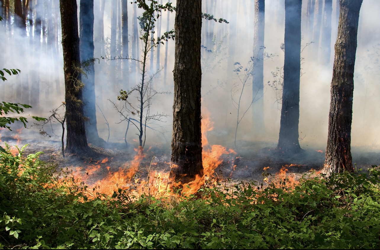 Wildfire smoke is more toxic than other sources of pollution - Earth.com