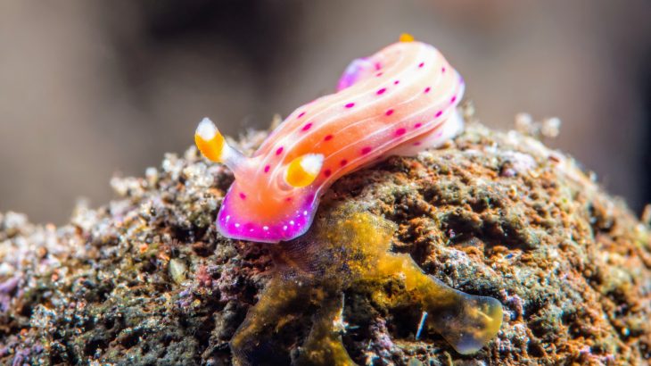 Some sea slugs sever their own heads and grow new bodies • Earth.com