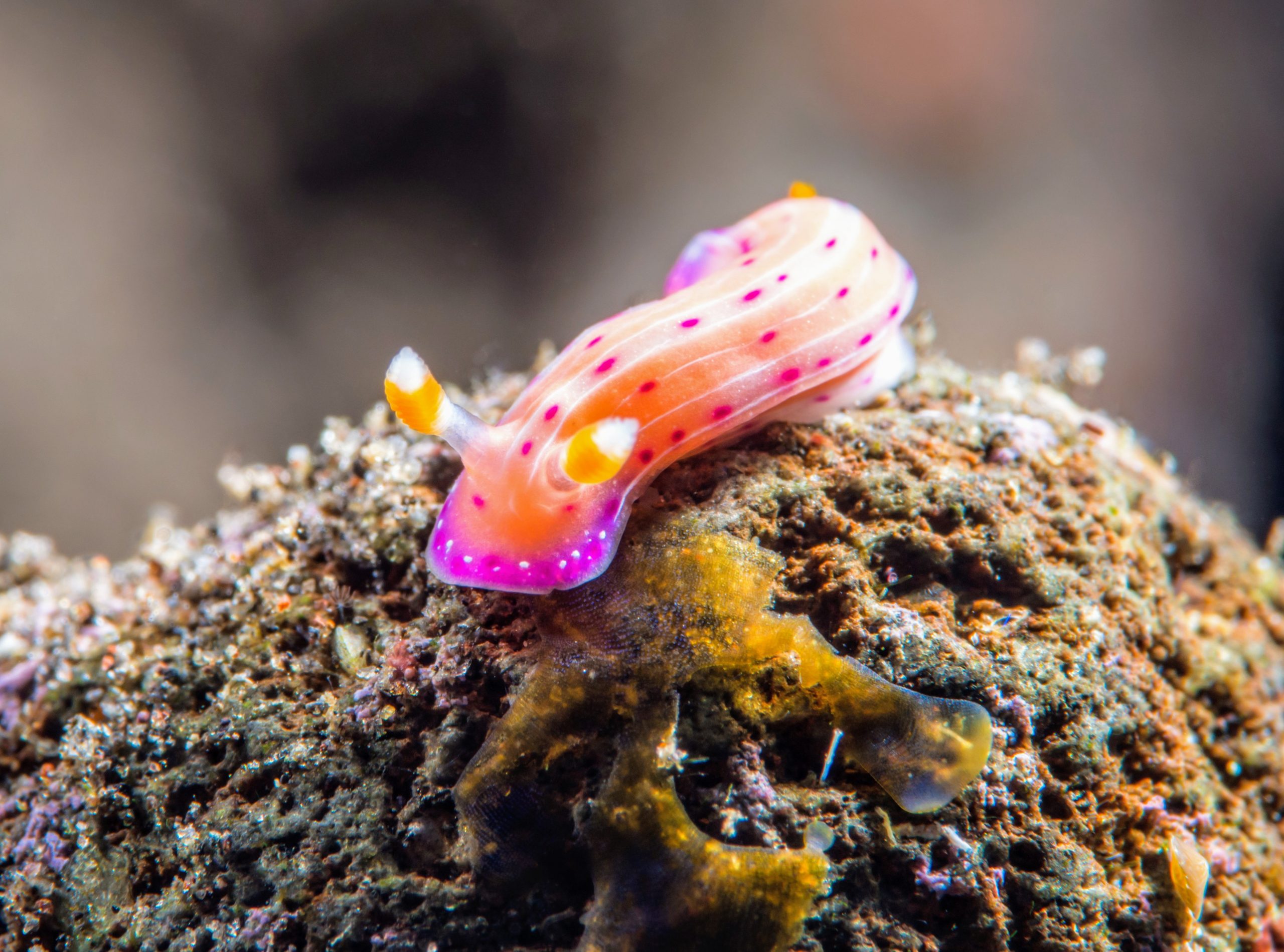 Some sea slugs sever their own heads and grow new bodies - Earth.com