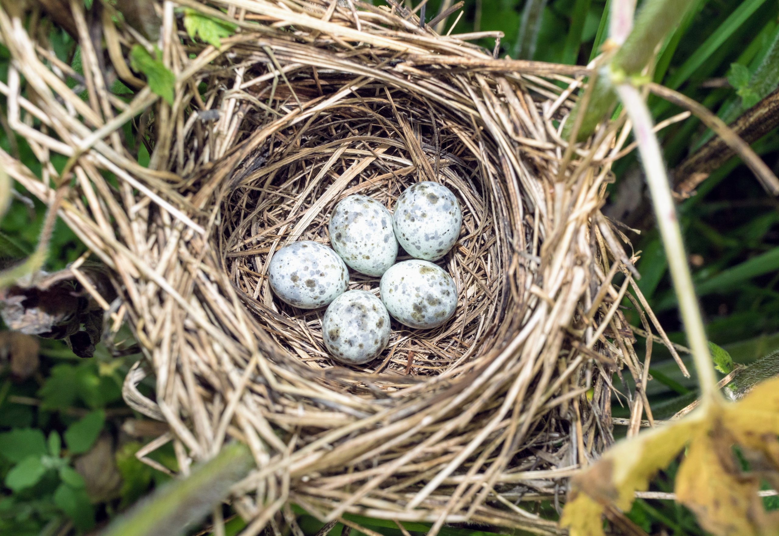 First-ever dinosaur found incubating eggs with embryos - Earth.com