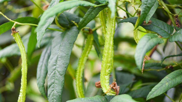 Legume trees play a key role in forest recovery • Earth.com