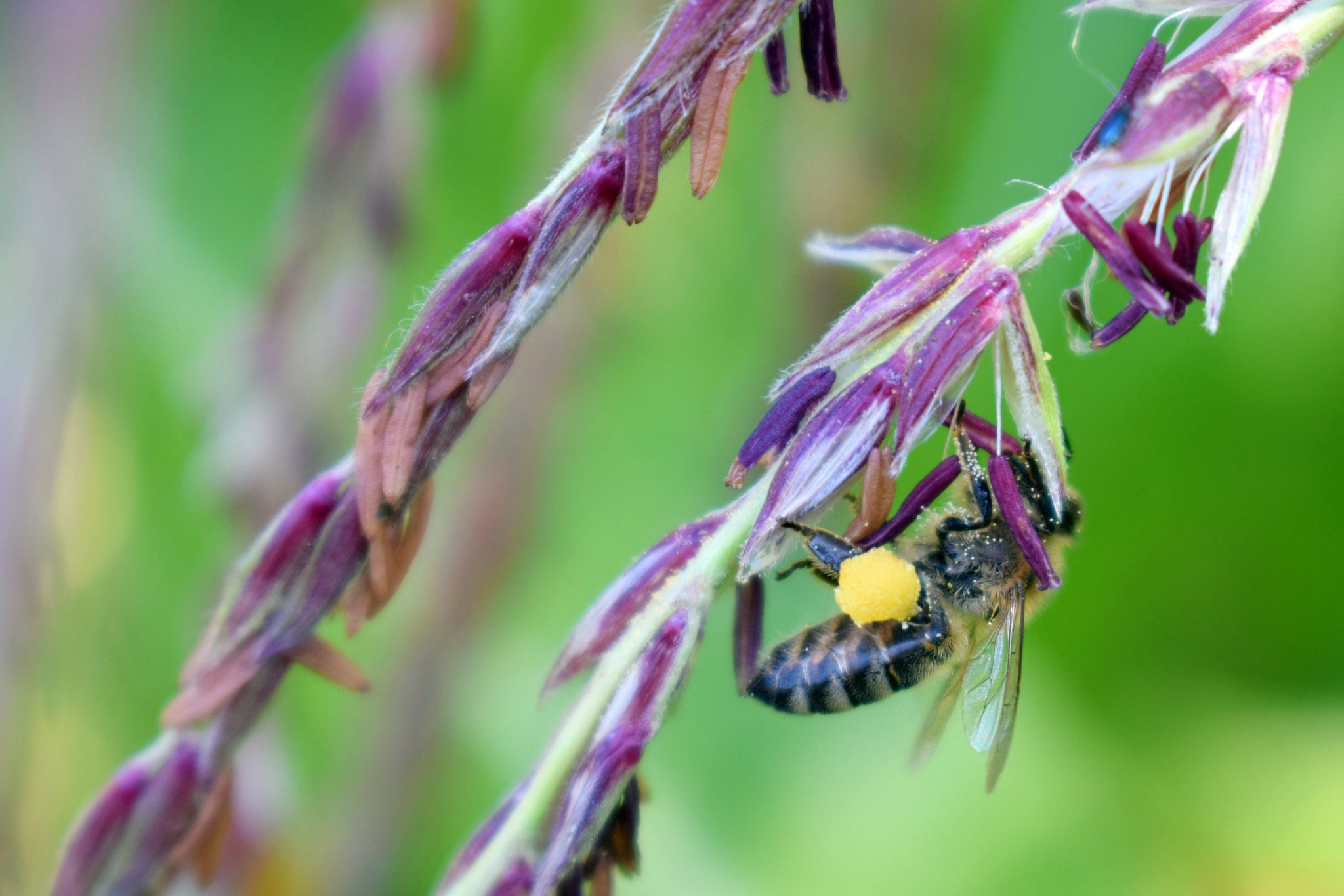 Global food trade depends on wild pollinators • Earth.com
