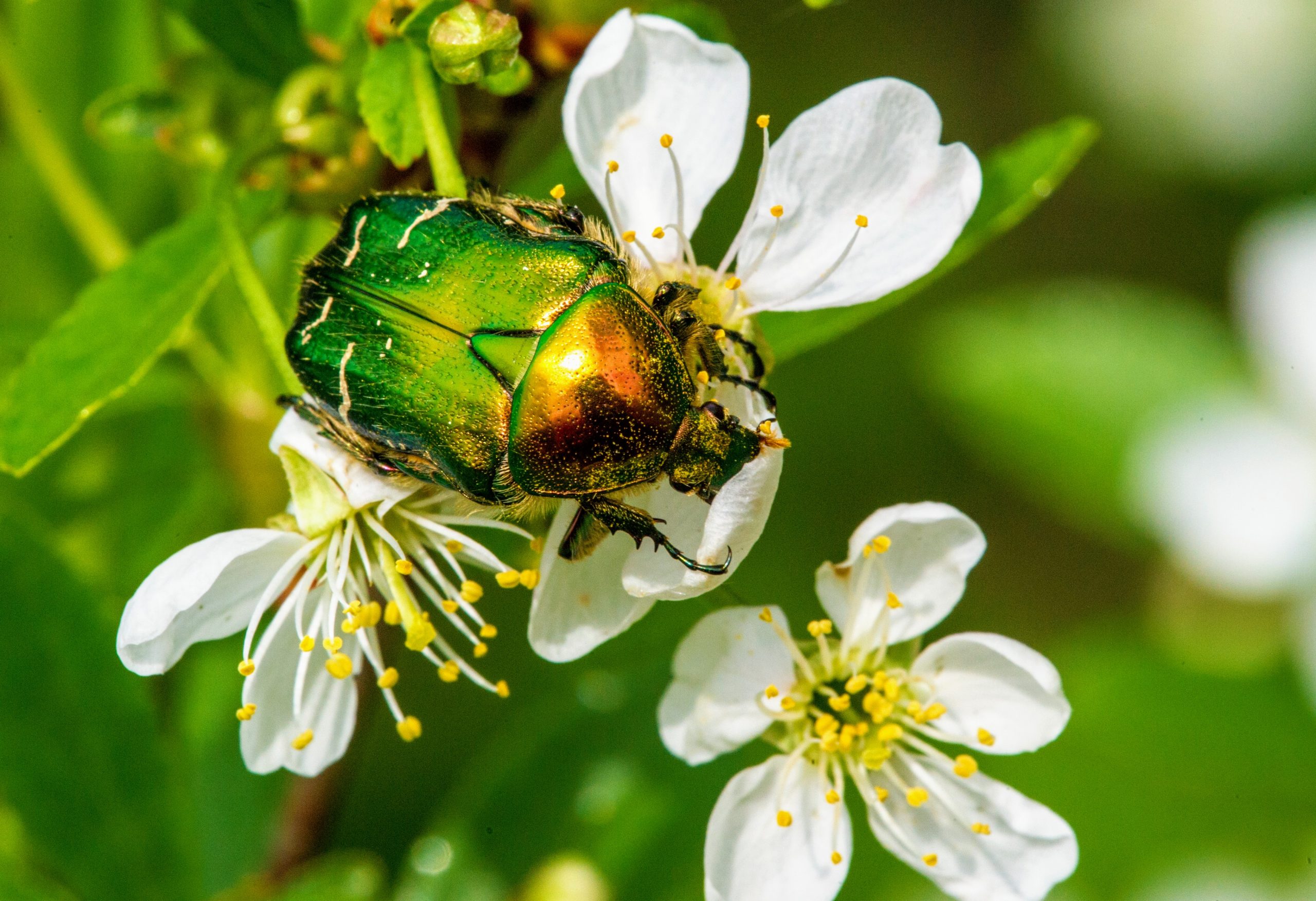 Diverse insect pollinator communities boost crop production - Earth.com