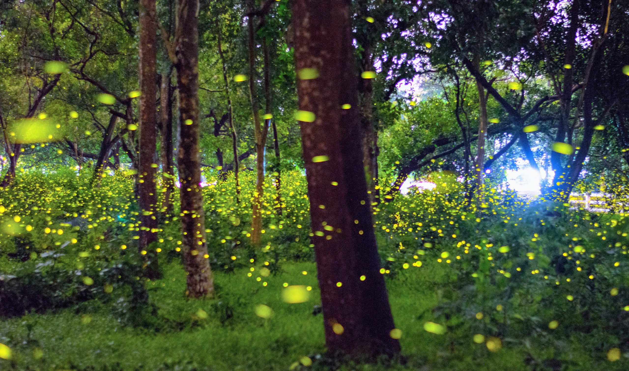 Artificial light interferes with firefly mating - Earth.com