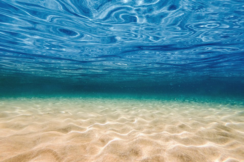 Deep seafloor nutrients support the entire food chain • Earth.com