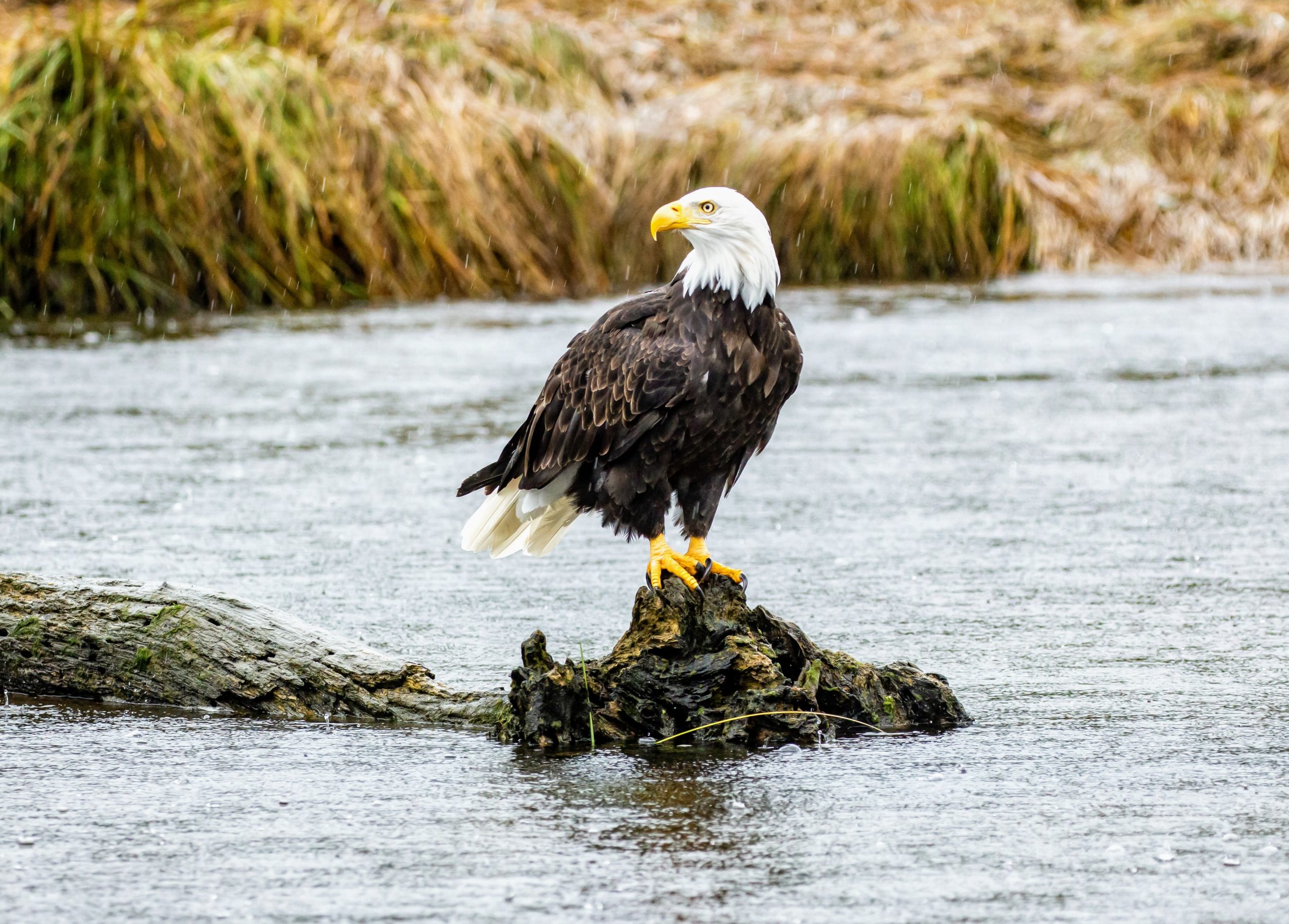 Disease that kills bald eagles linked to invasive plant - Earth.com