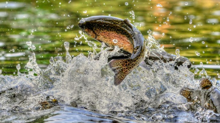 Warm river habitats are important for cold-water fish • Earth.com