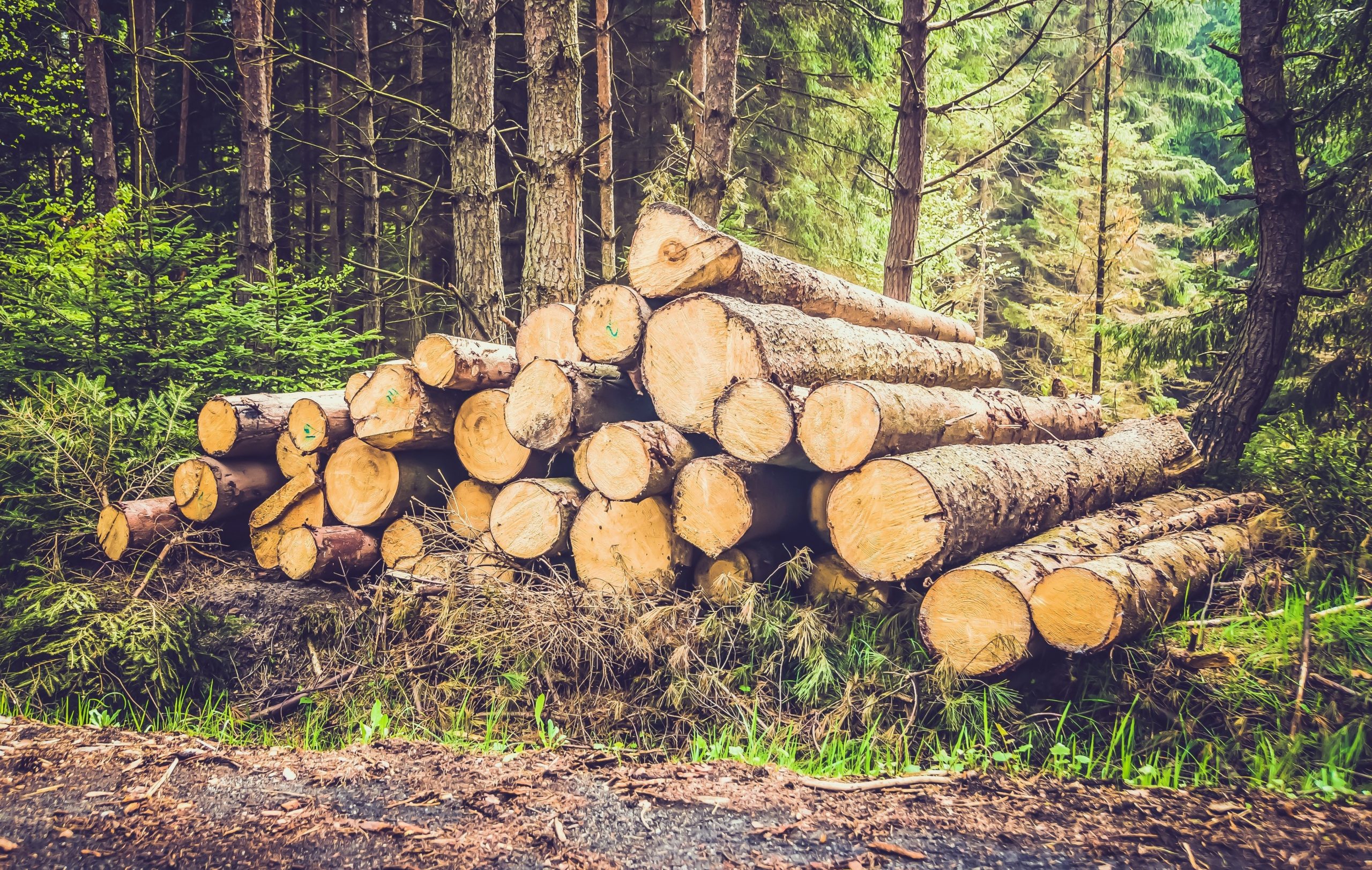 Yale scientists are turning wood into high quality bioplastic - Earth.com