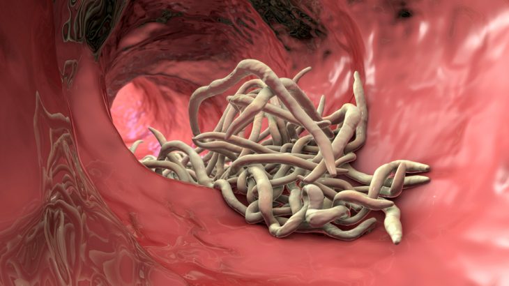 Nematodes - Earthpedia - Earth.com