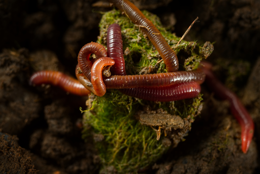 Annelids Examples