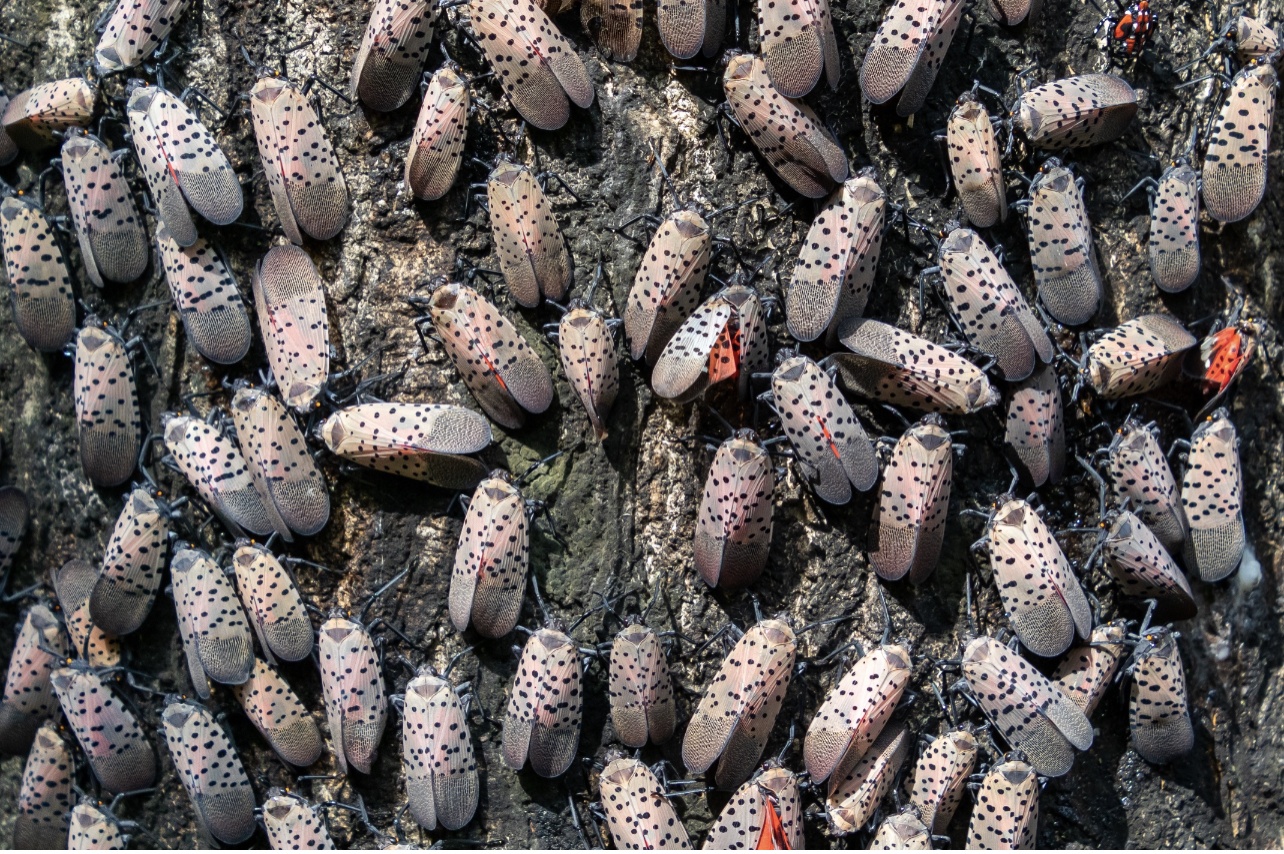 Invasive species have racked up more than $1.28 trillion in damages ...