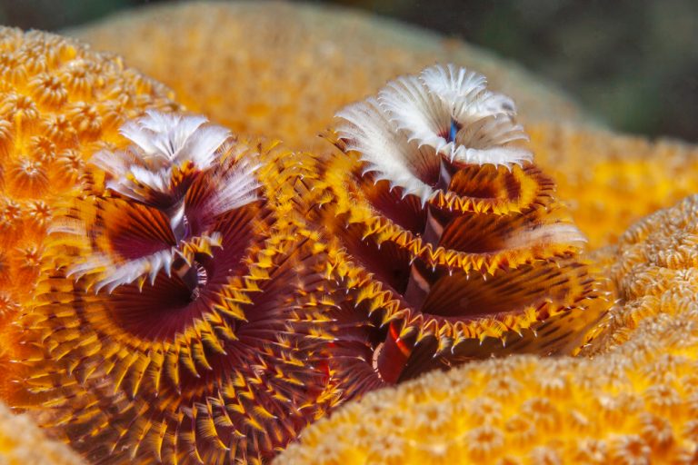 Annelids - Earthpedia - Earth.com