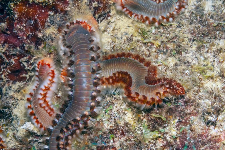 Annelids - Earthpedia - Earth.com