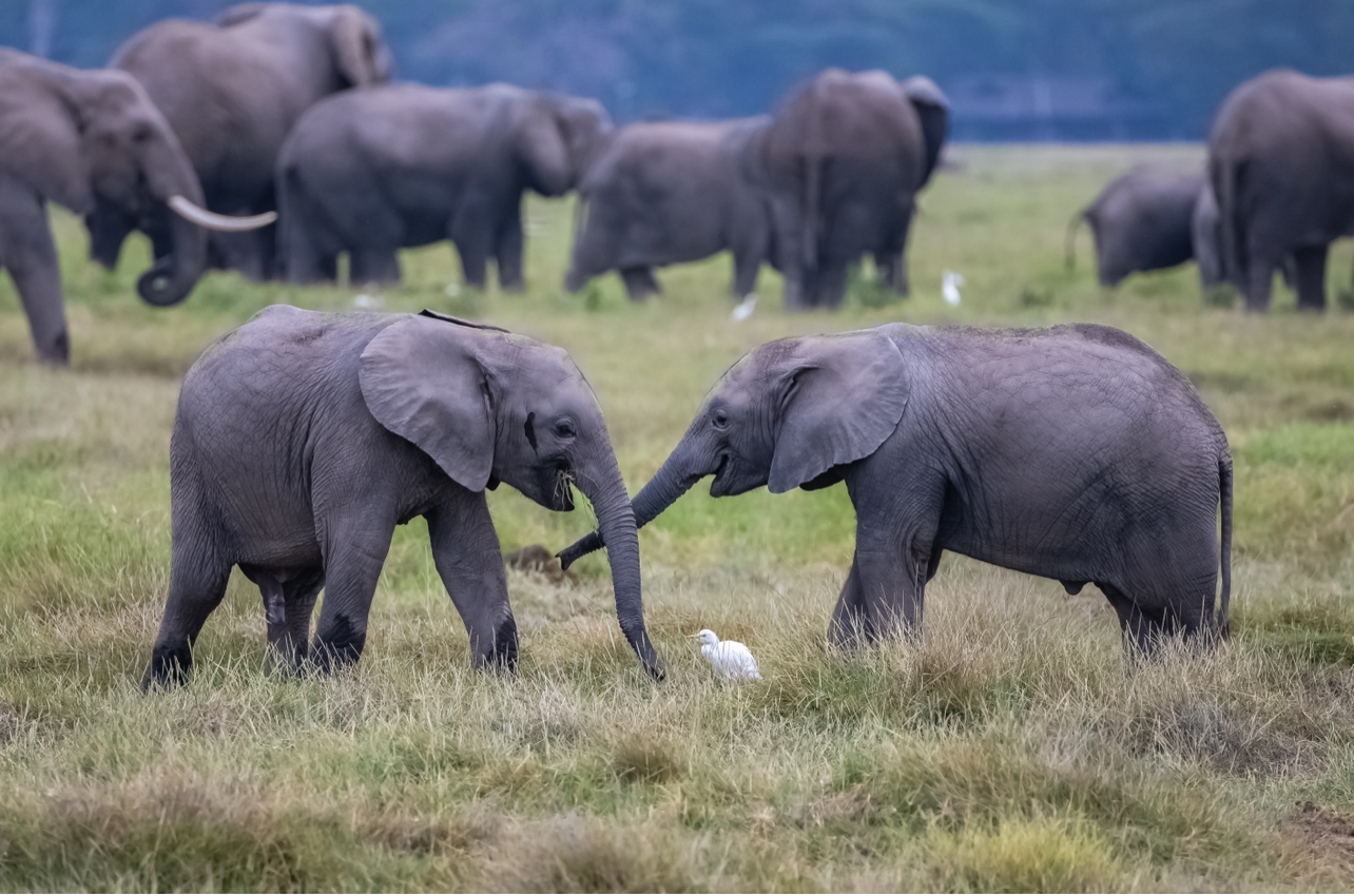 Social bonds are more advantageous for long-lived animals - Earth.com