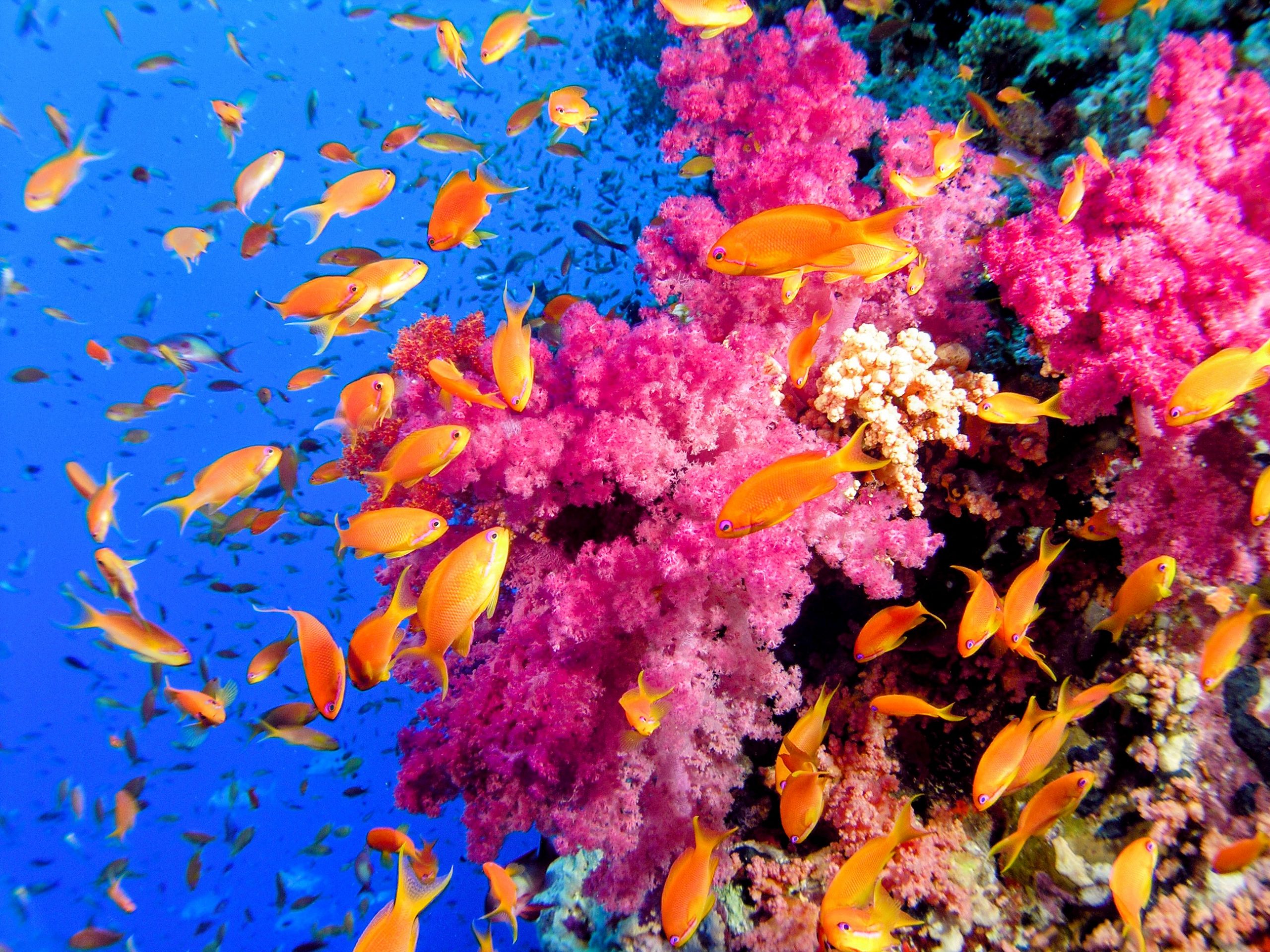The hidden diversity of coral species could help save them - Earth.com
