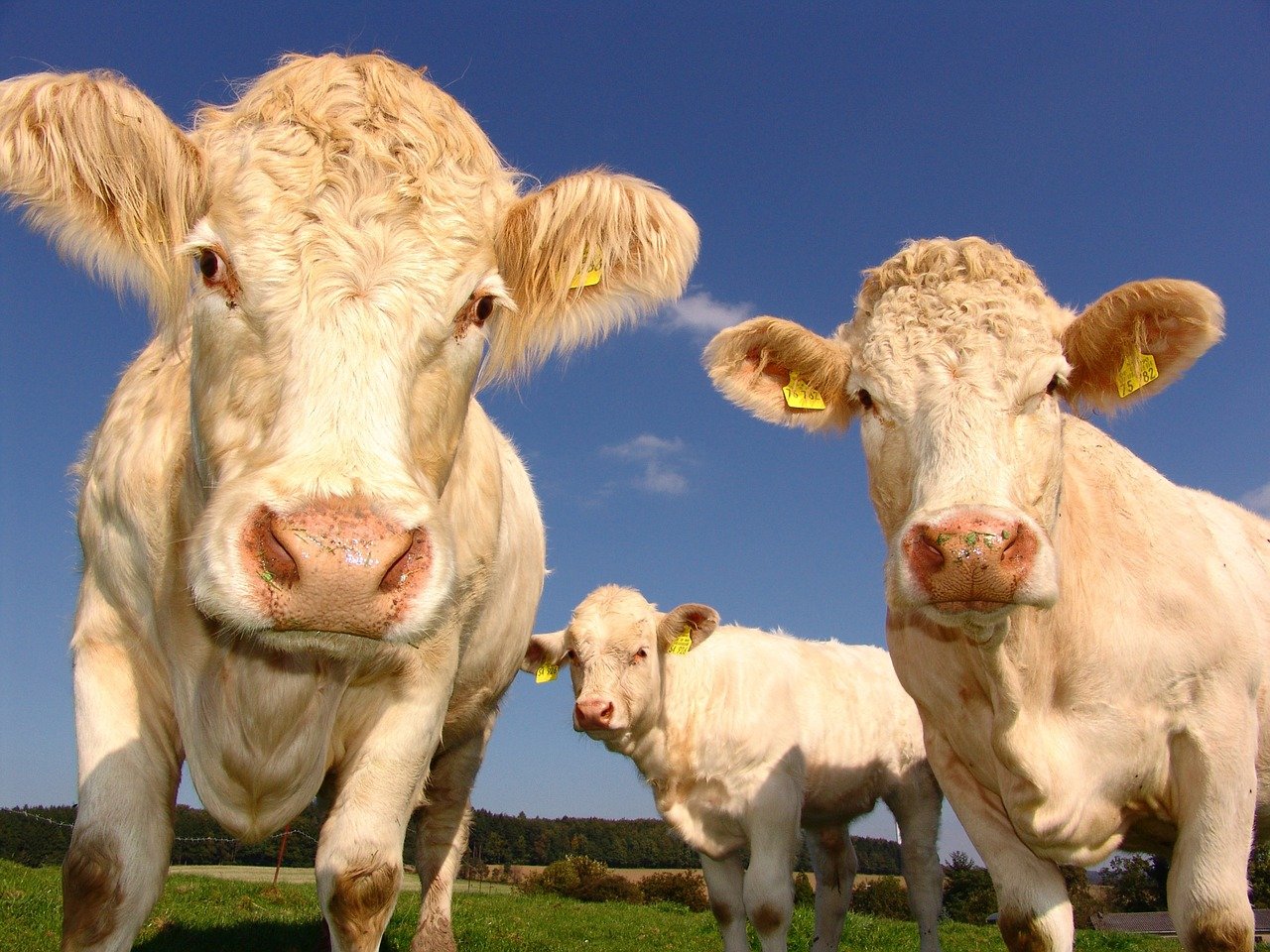 What The Heck Is Animal Husbandry Earth