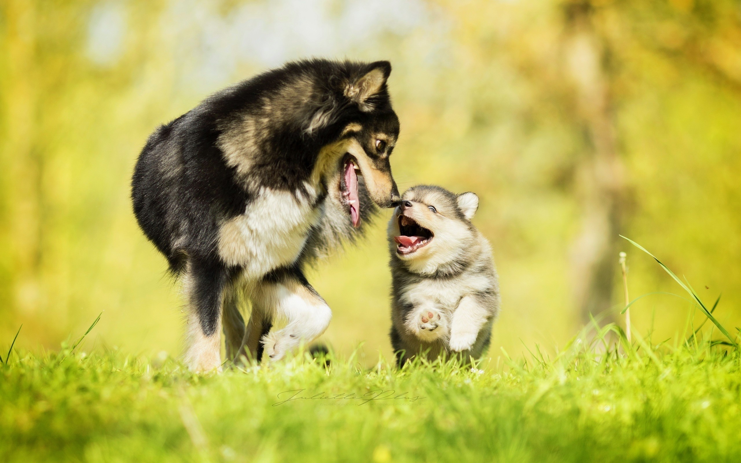 What Environment Does A Dog Live In