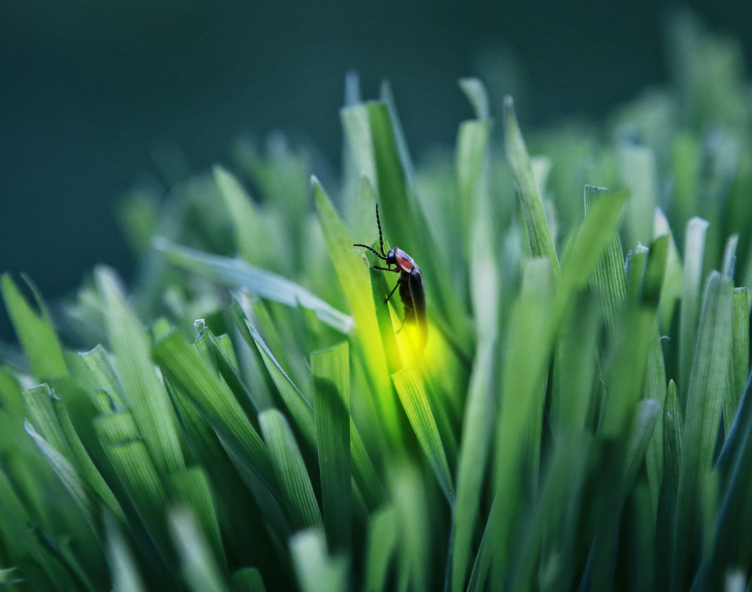 Study hints at a secret "musical battle" between fireflies and bats ...