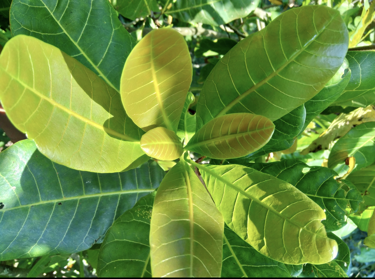 Tropical trees with thick leaves may thrive in higher CO2 conditions ...