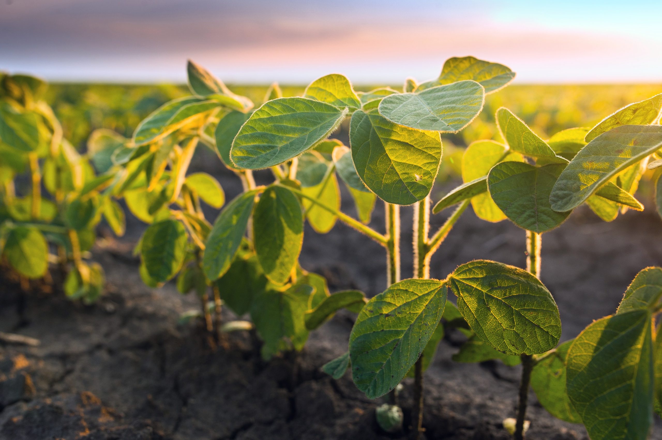 Legume crops boost nutrition while protecting the environment - Earth.com