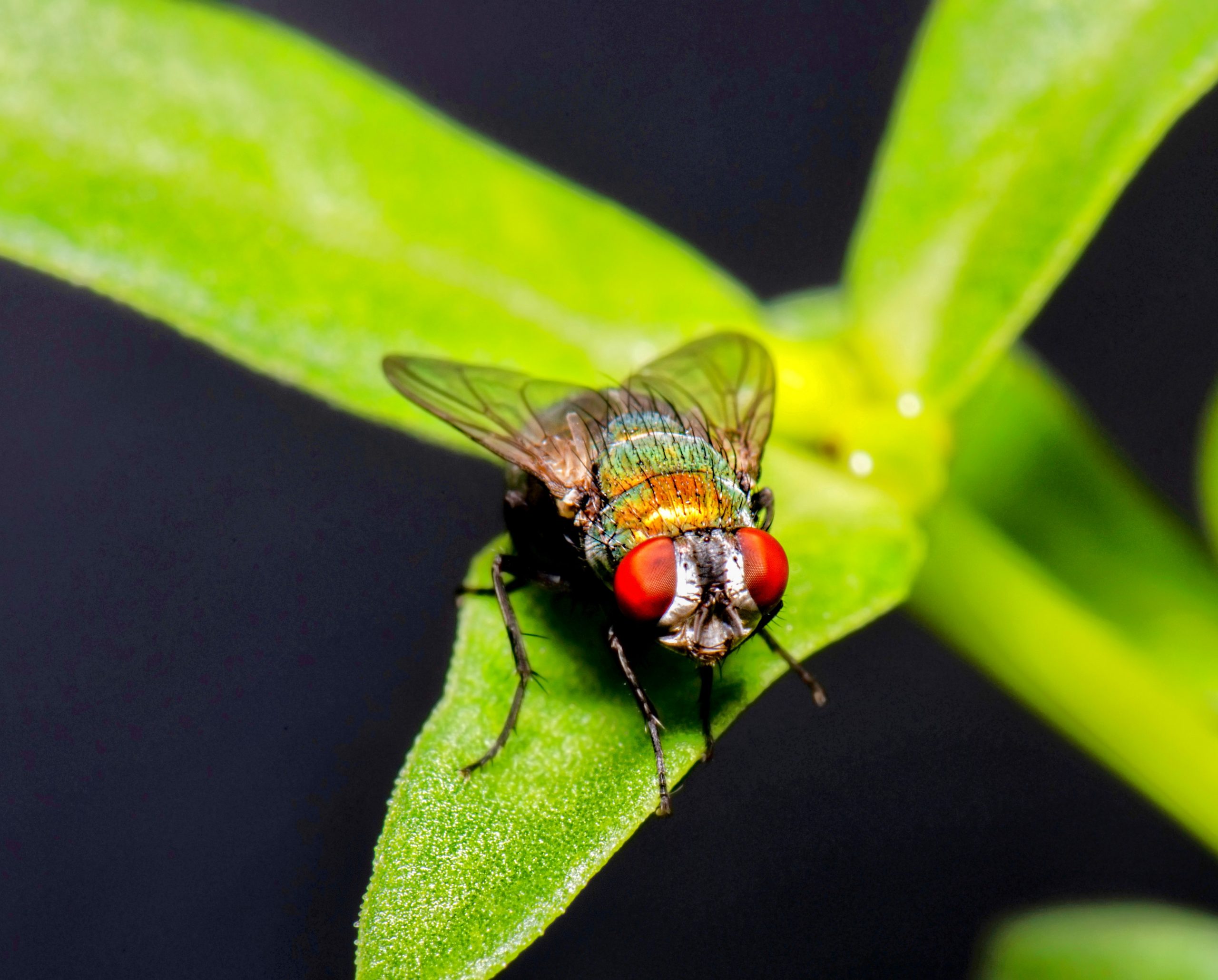 Blow flies can help monitor the environment - Earth.com
