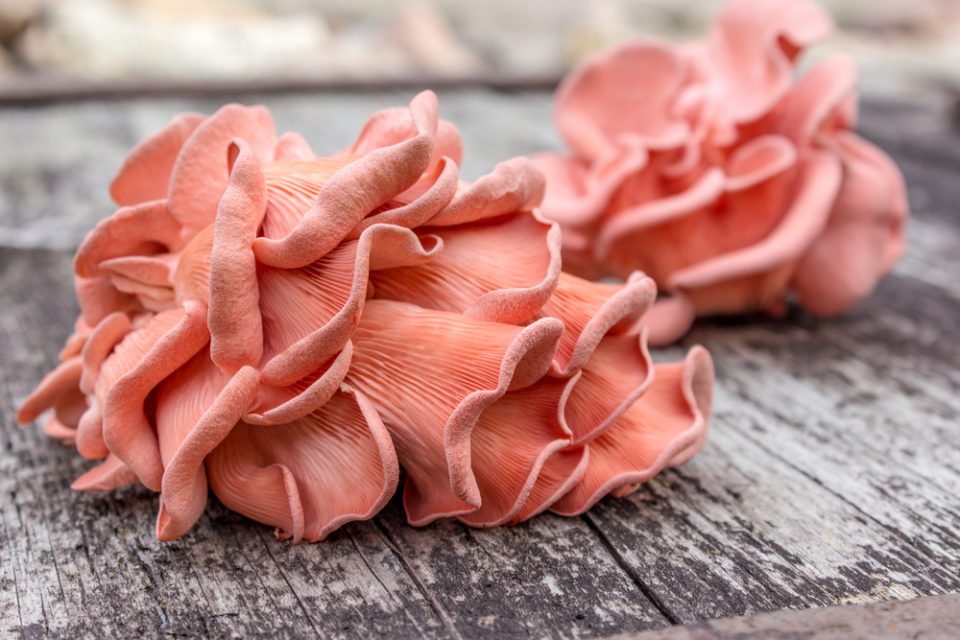 Can You Grow "Pleurotus ostreatus" at Home? Yes, Here's How! - Earth.com