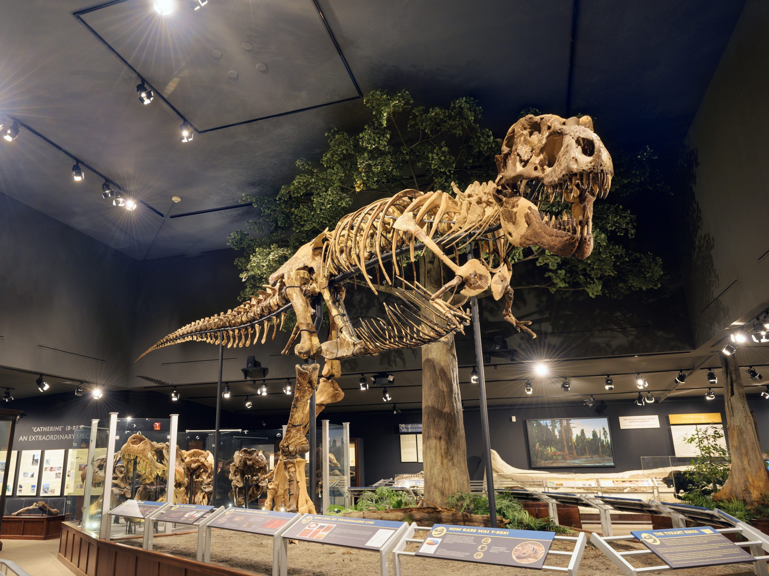 An estimated 2.5 billion Tyrannosaurus rexes lived and died on Earth ...