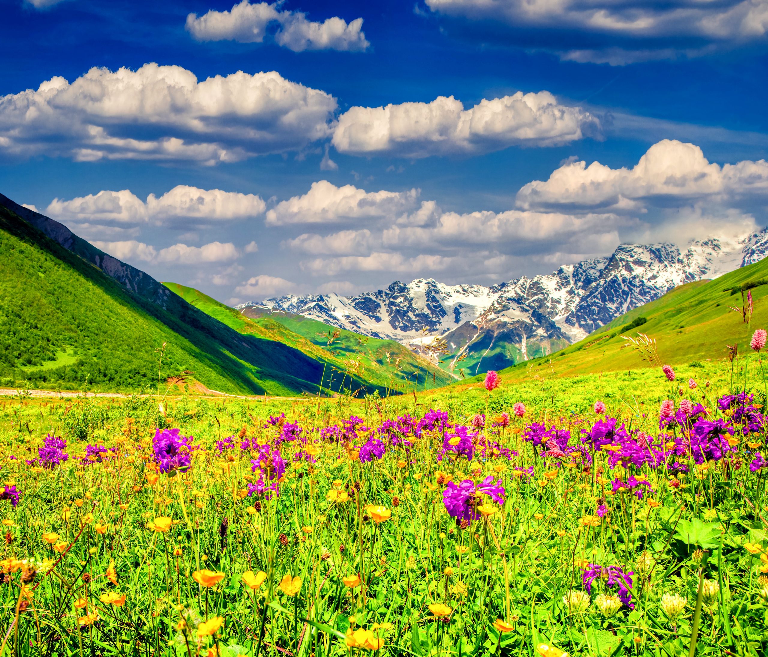 Alpine plants are gradually losing their protective snow cover - Earth.com