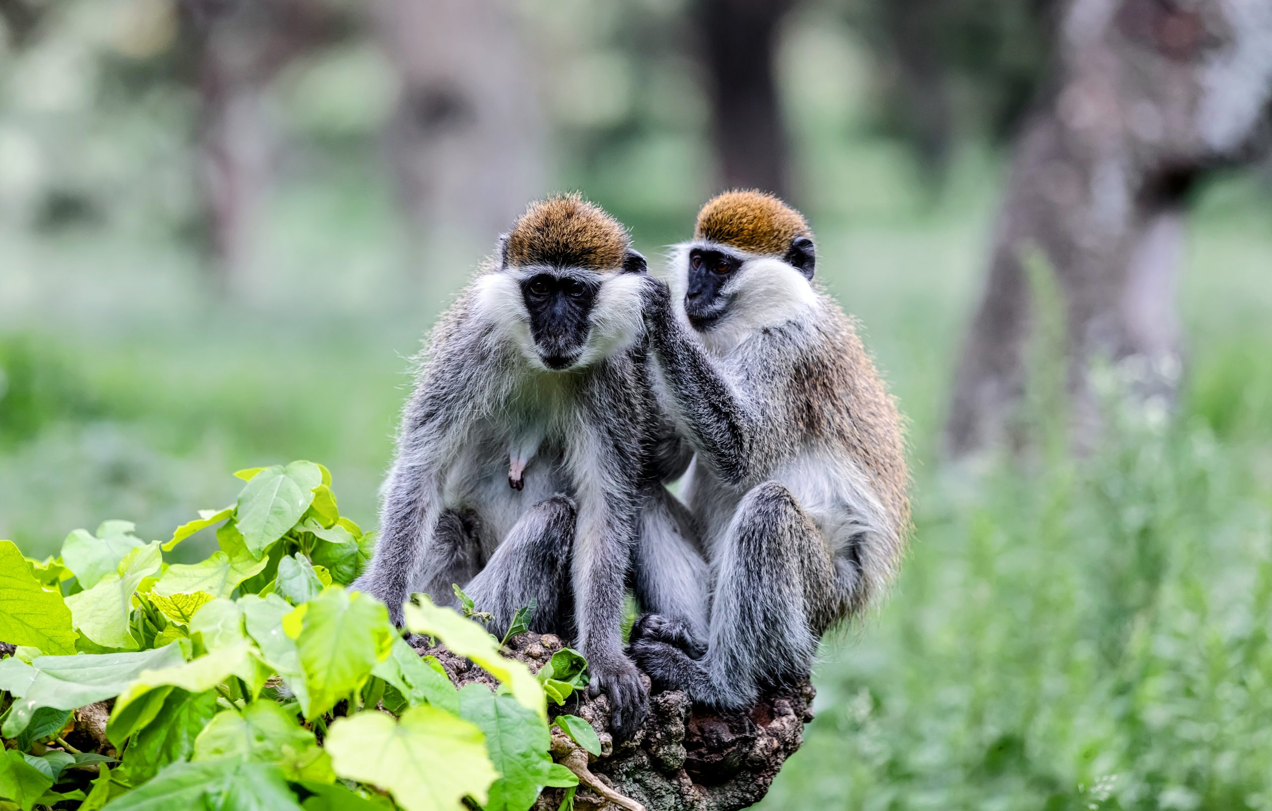 Monkeys practice social distancing when they have an infection - Earth.com